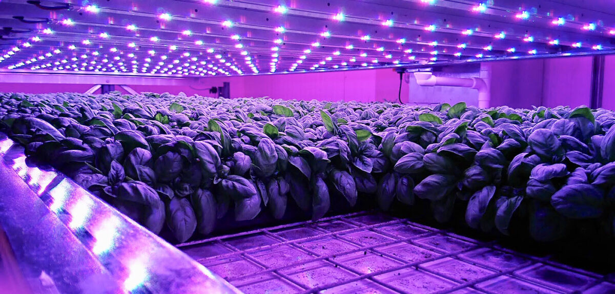 IGS to help Vertegrow build Scotland’s first commercial vertical farm ...