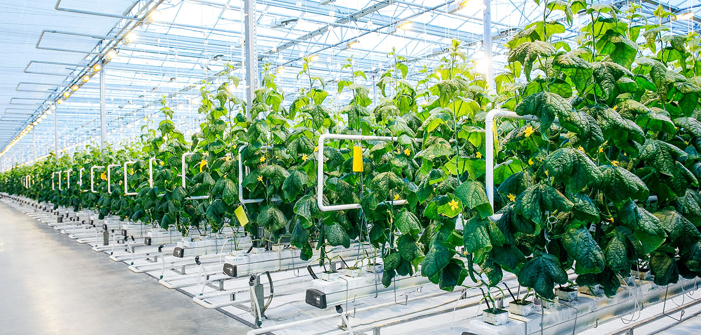 Evofactor - a patent-pending adjuvant to improve fertiliser performance ...