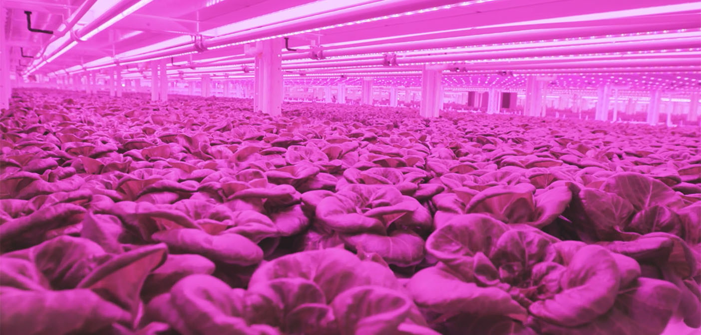 Kalera acquires high-tech indoor seed specialist Vindara | Vertical ...