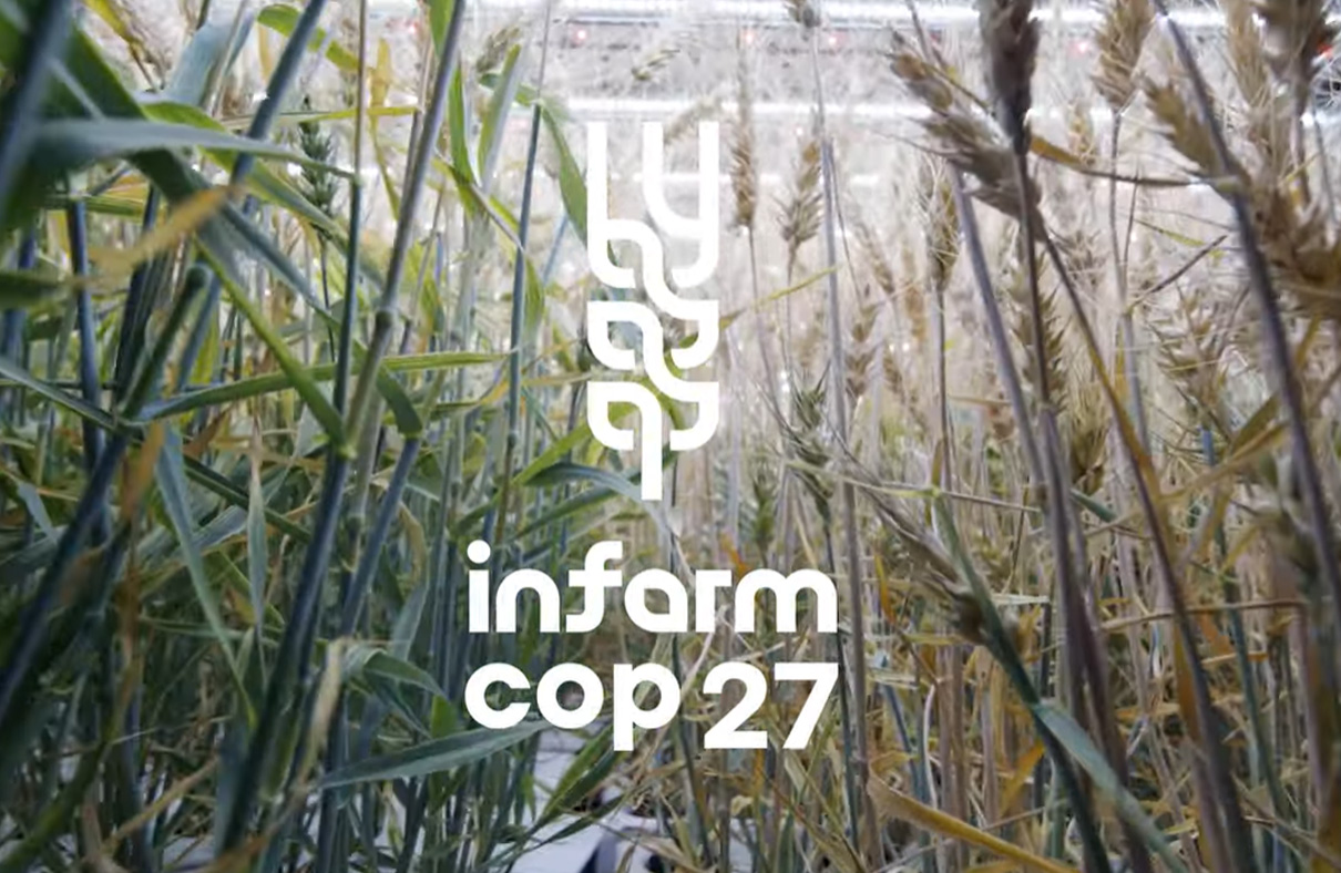 Infarm’s indoor grown wheat trial delivers ‘exceptional results ...