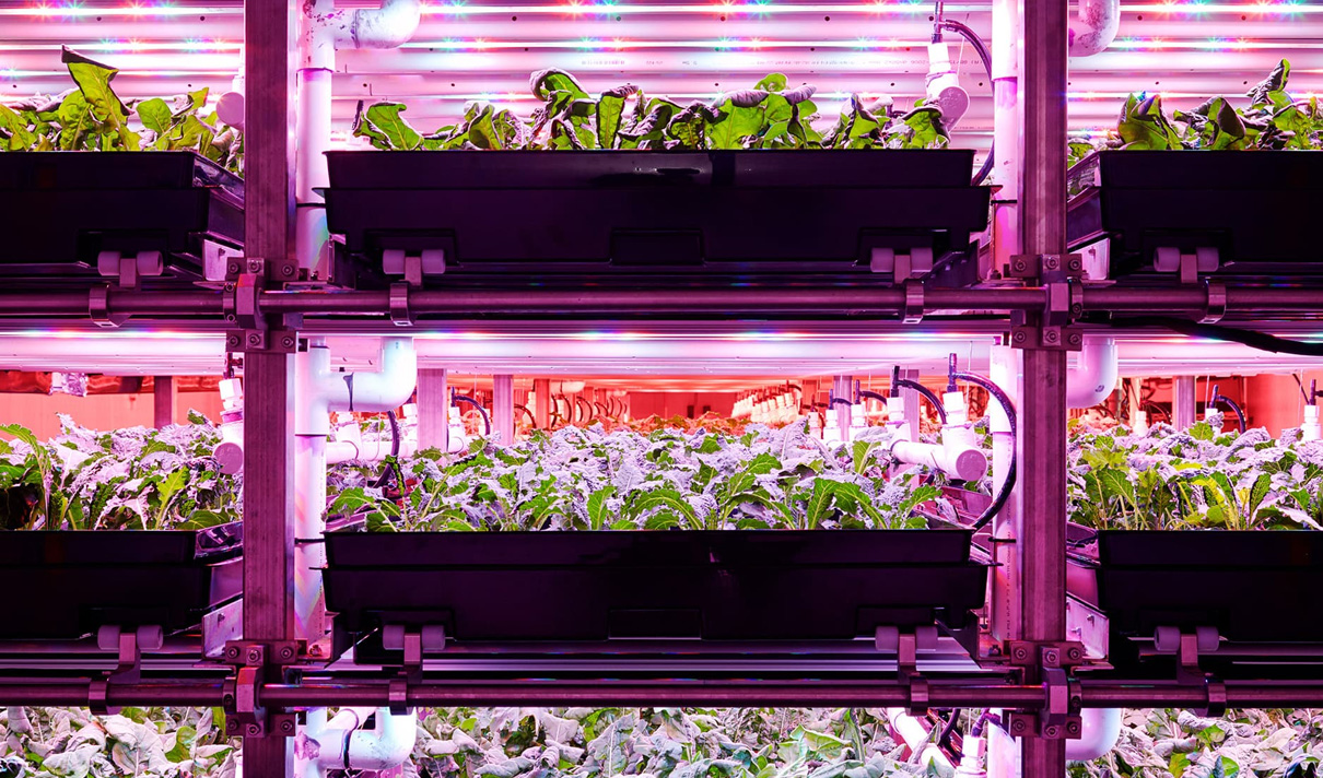 Elevate Farms begins operations at first US farm | Vertical Farming Today