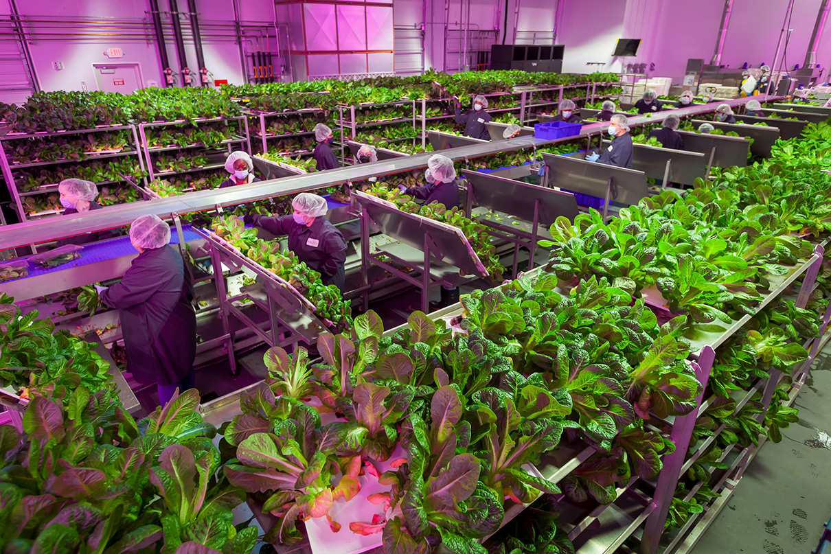 Kalera’s US assets acquired - business as usual with new investment ...